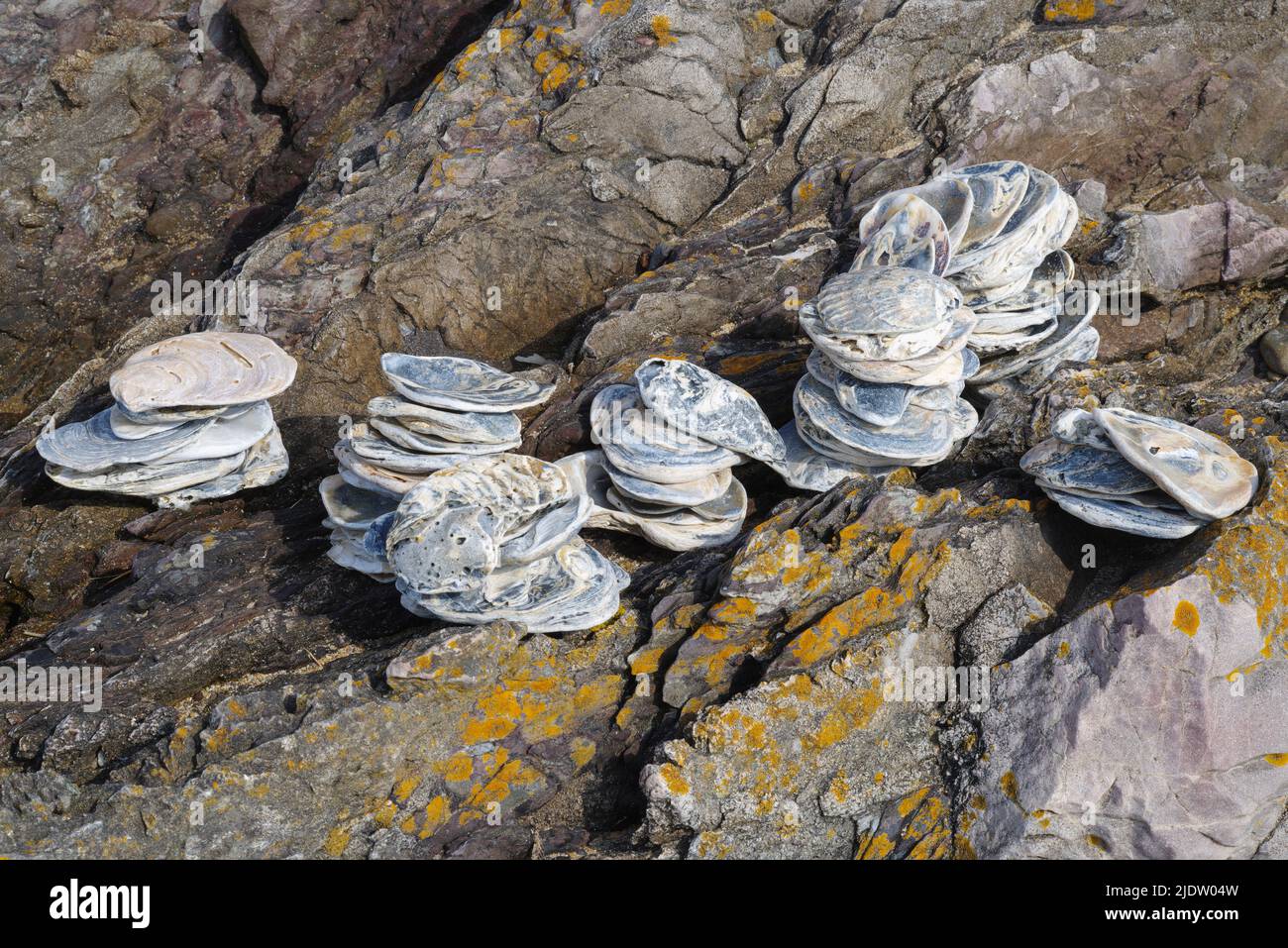 Shell island wales hi-res stock photography and images - Alamy