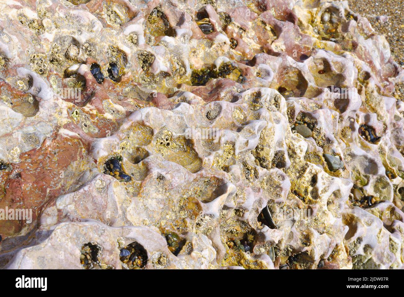 Porous rock seaside hi-res stock photography and images - Alamy
