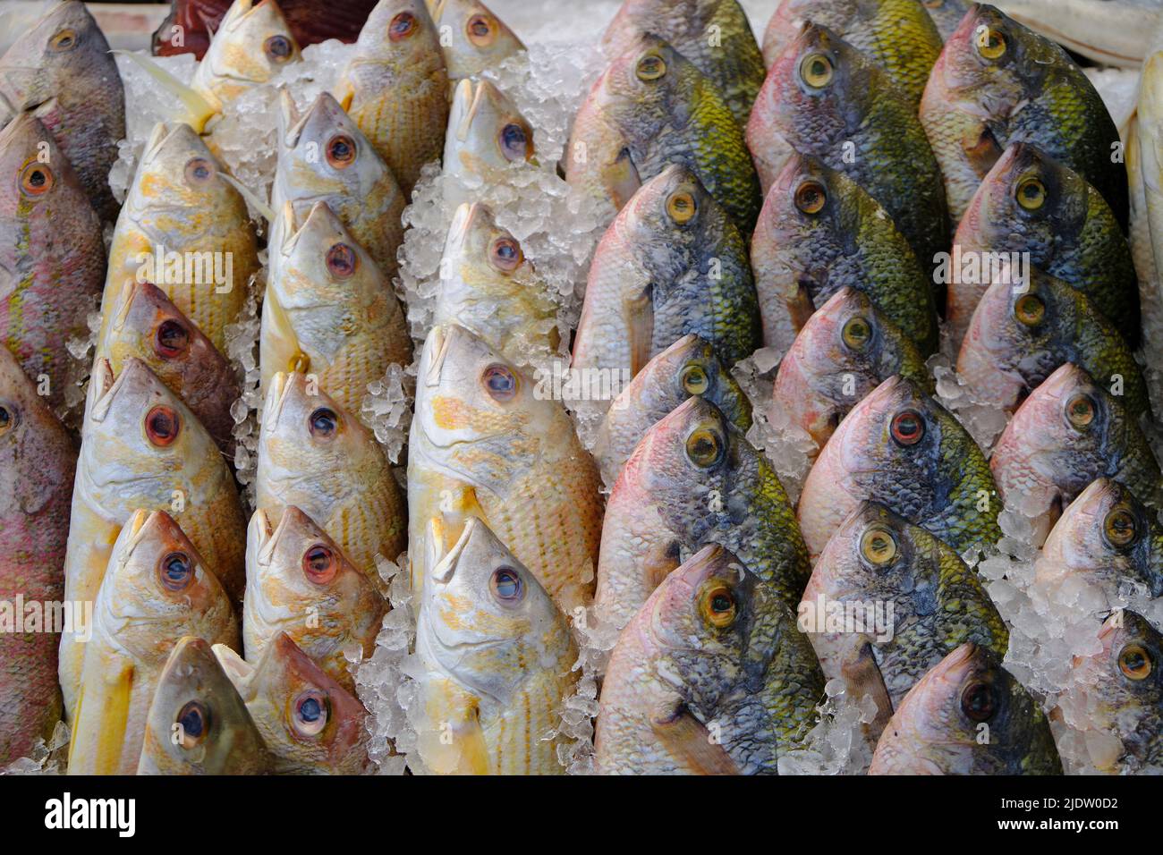 Close up on display of fish heads in fishmongers in Croydon Stock Photo ...