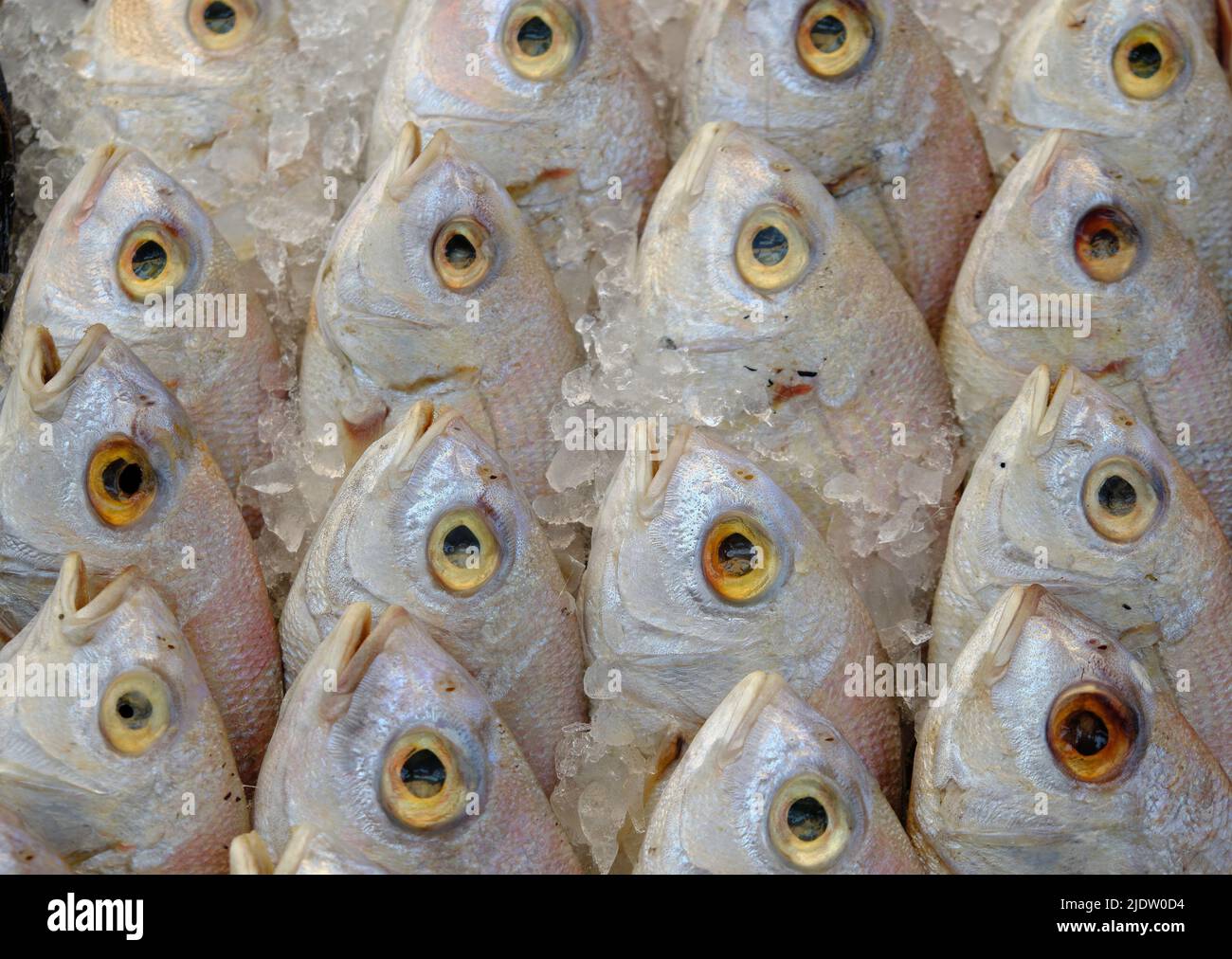 Close up on display of fish heads in fishmongers in Croydon Stock Photo ...