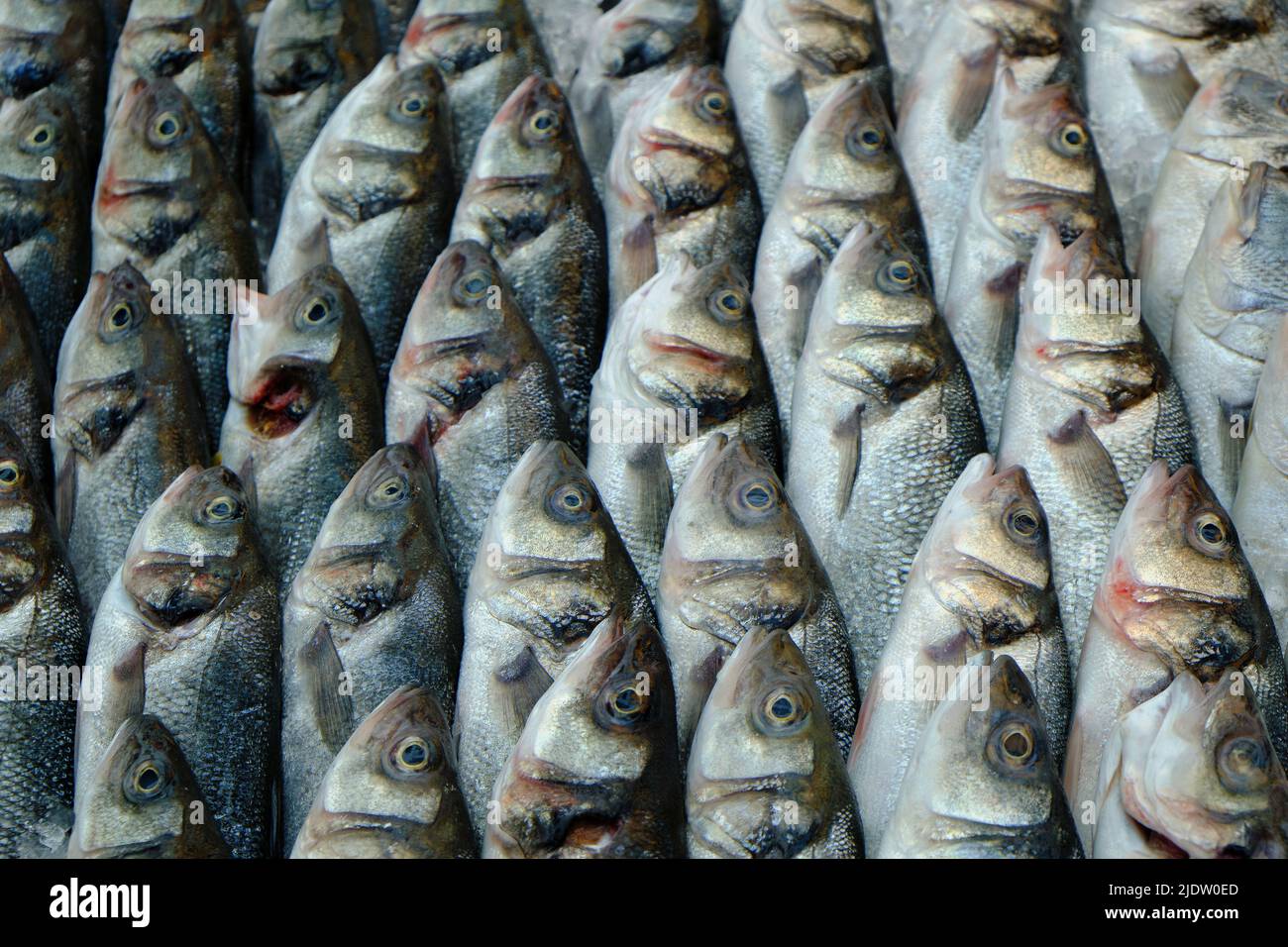 Close up on display of Sea Bass in fishmongers in Croydon Stock Photo ...