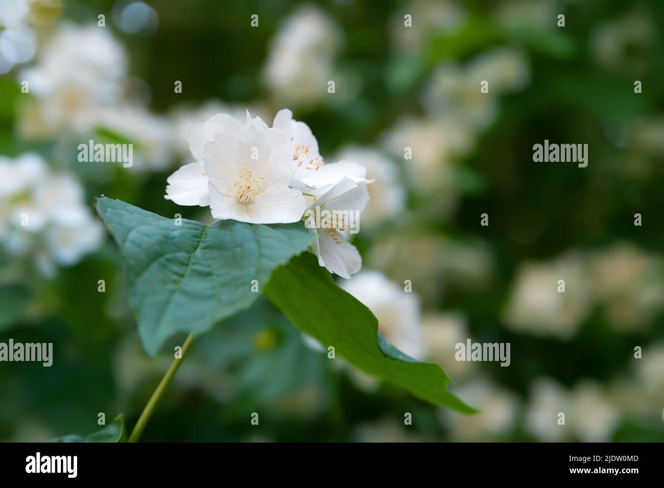 Jasmine flower plant hi-res stock photography and images - Alamy