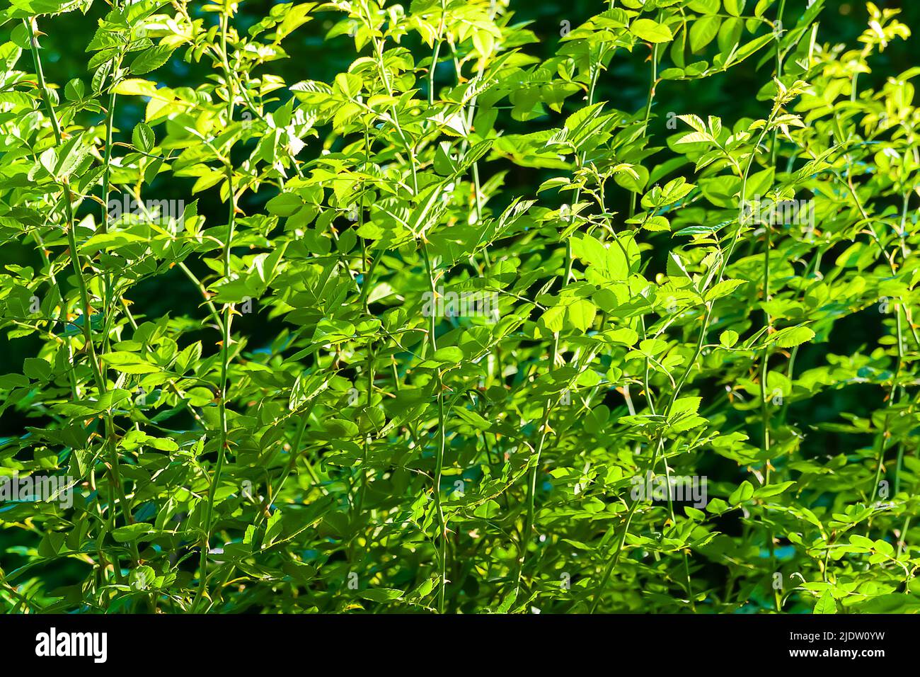 Blur background light shadow hi-res stock photography and images - Alamy