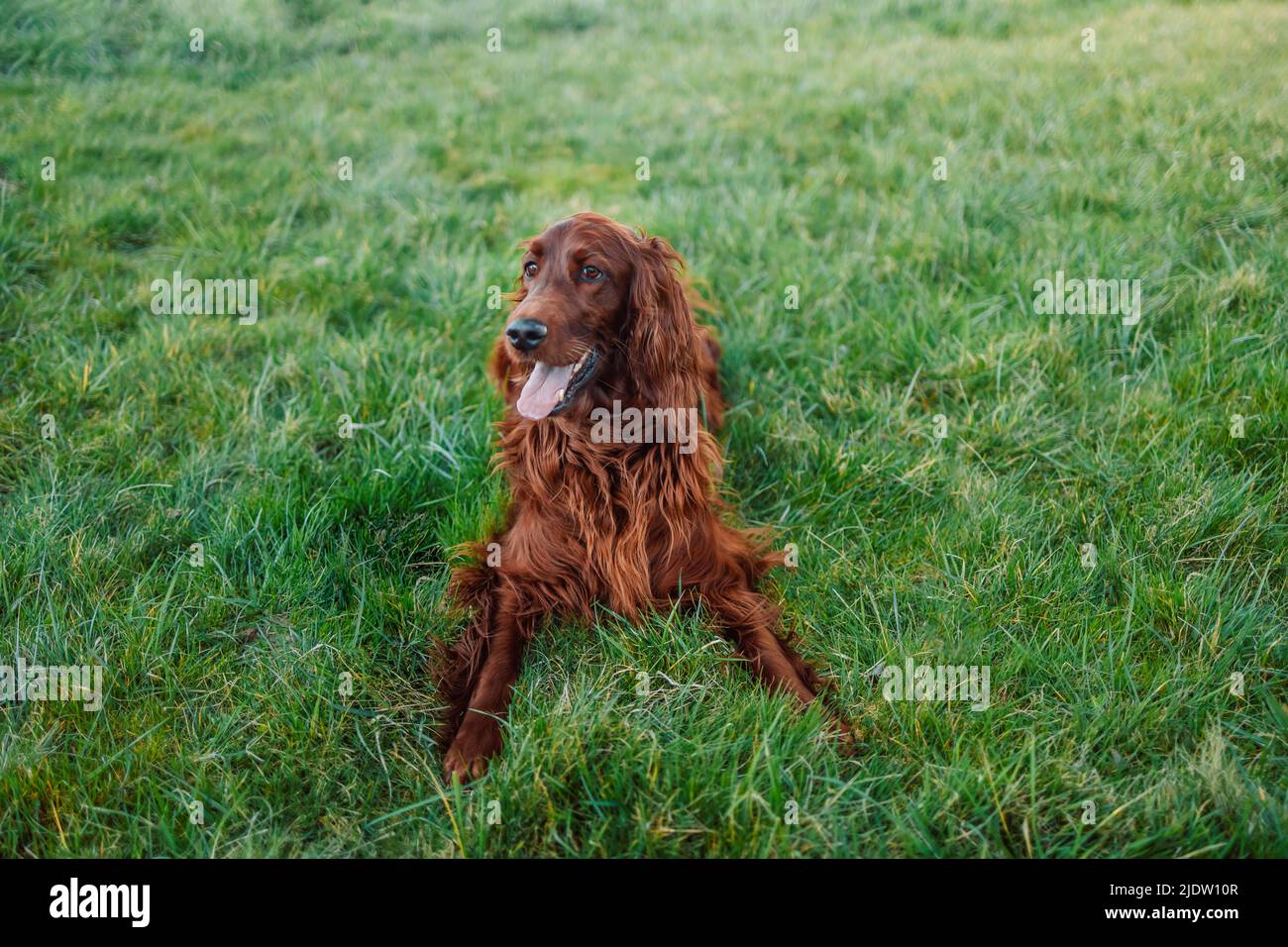 Happy Irish setter dog with open mouth lying on a nature green grass ...