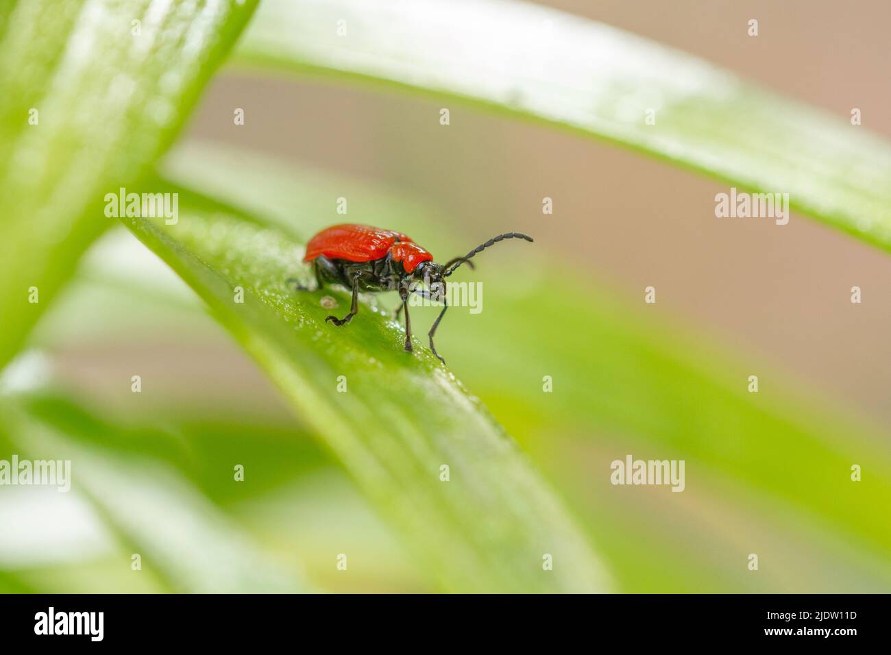 A red lily beetle (scarlet lily beetle, leaf beetle, lily leaf beetle ...