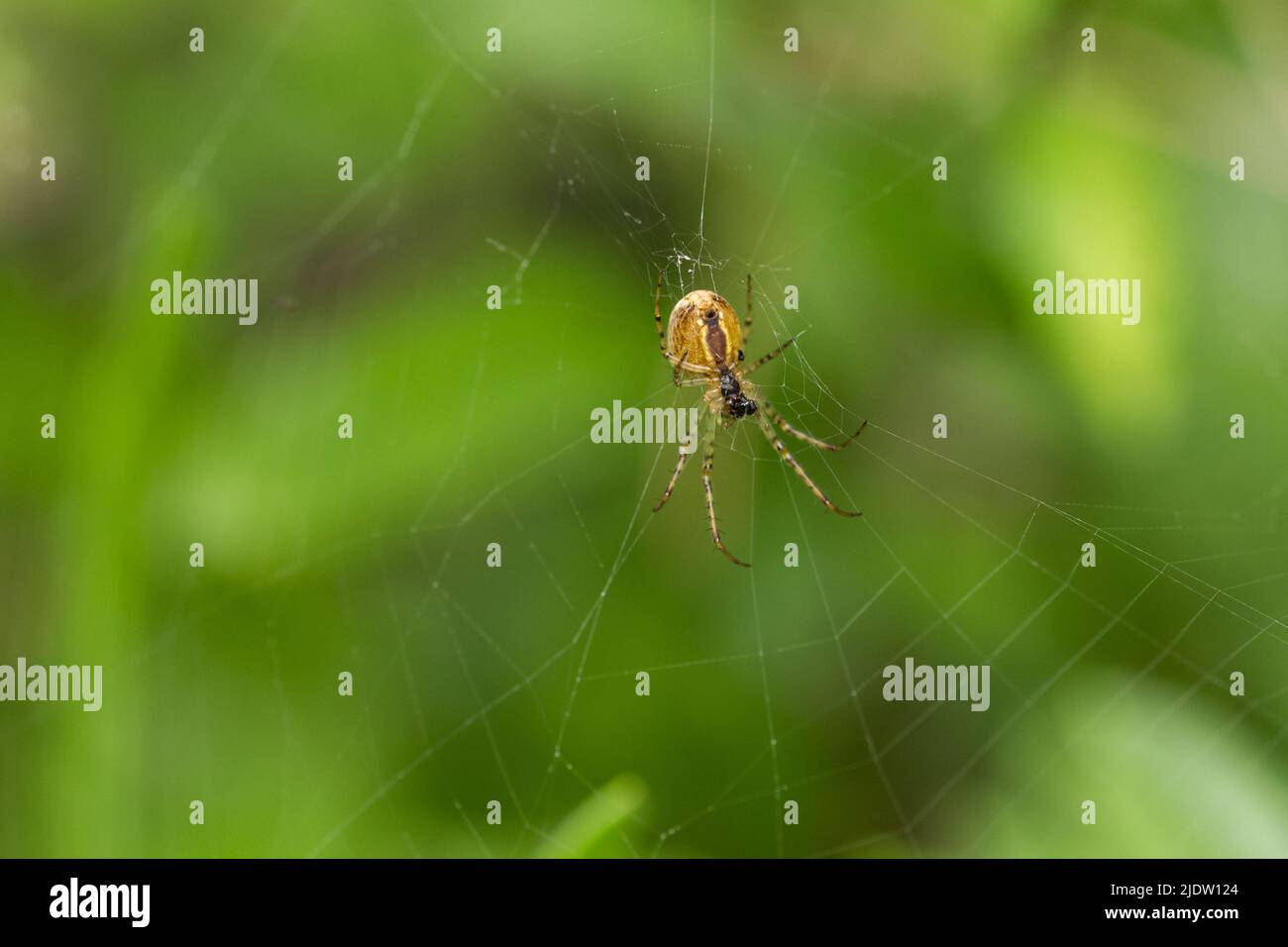 Spider silk spinning organ on abdomen hi-res stock photography and ...