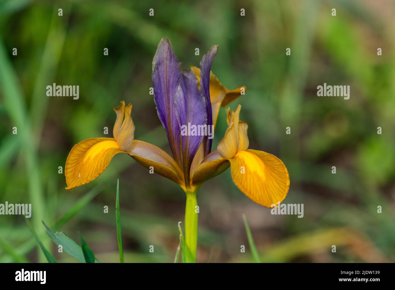 Iris eye hi-res stock photography and images - Alamy