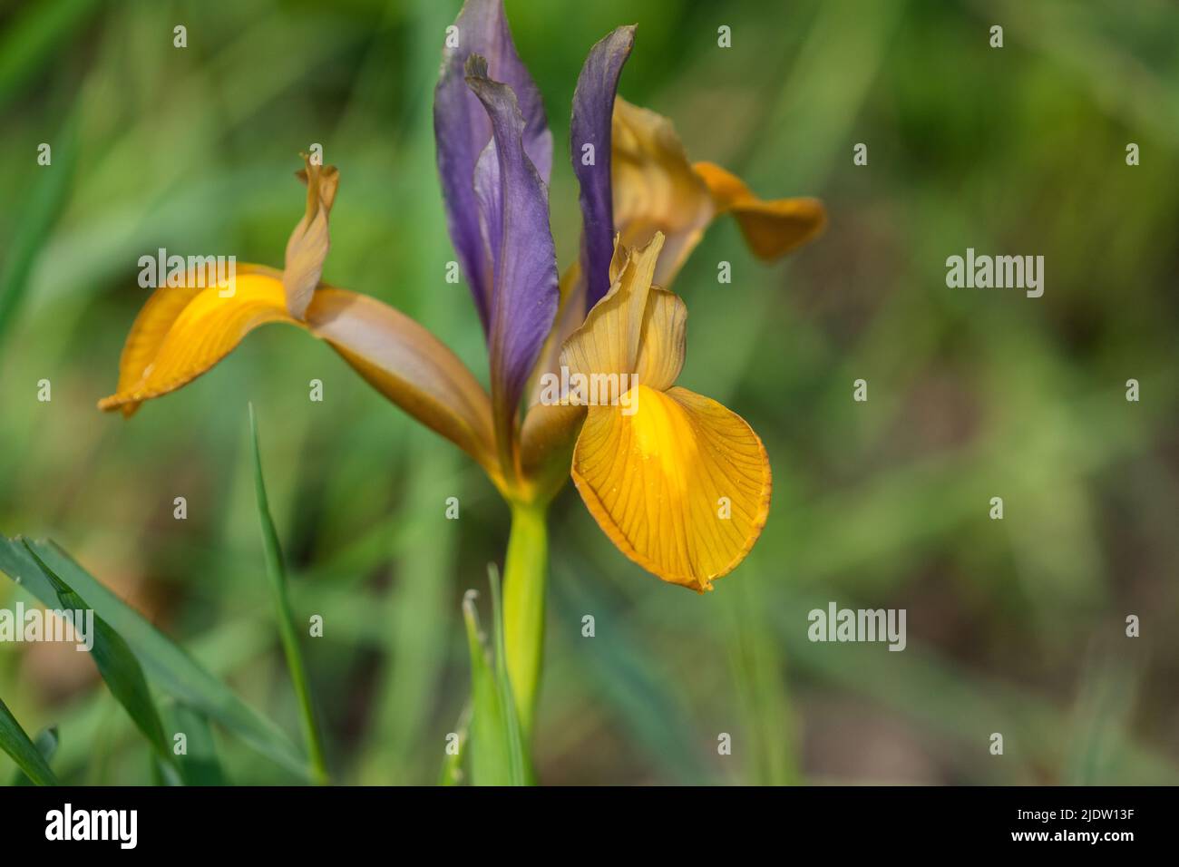Dutch iris picasso hi-res stock photography and images - Alamy