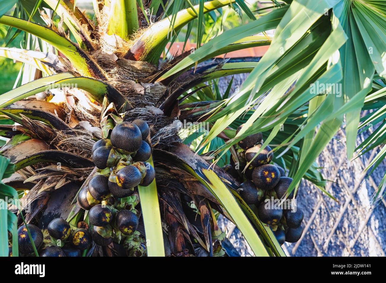 Lot of Fruits hanging to Asian palmyra palm or Borassus flabellifer ...