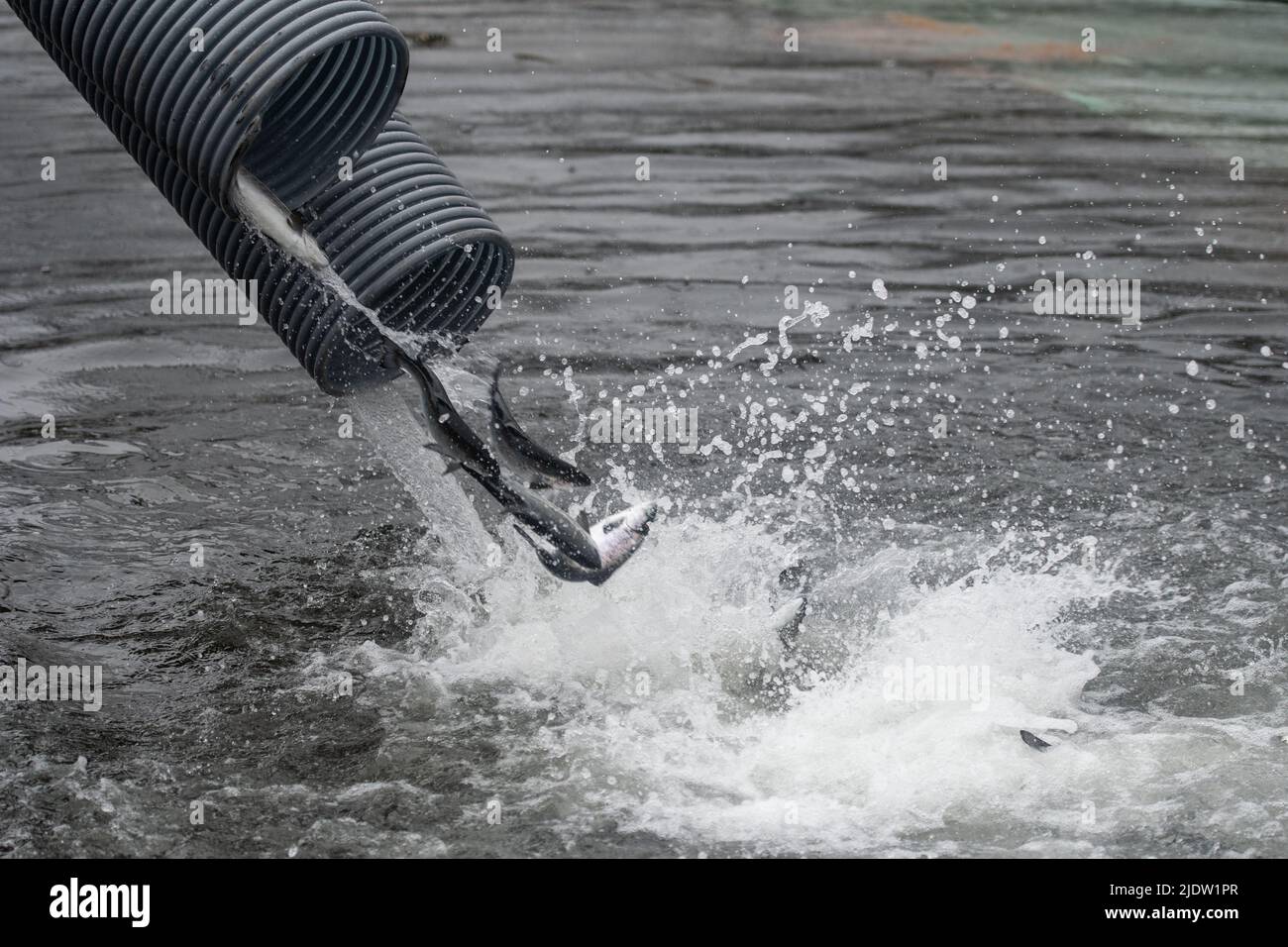 Hydrolicer hi-res stock photography and images - Alamy