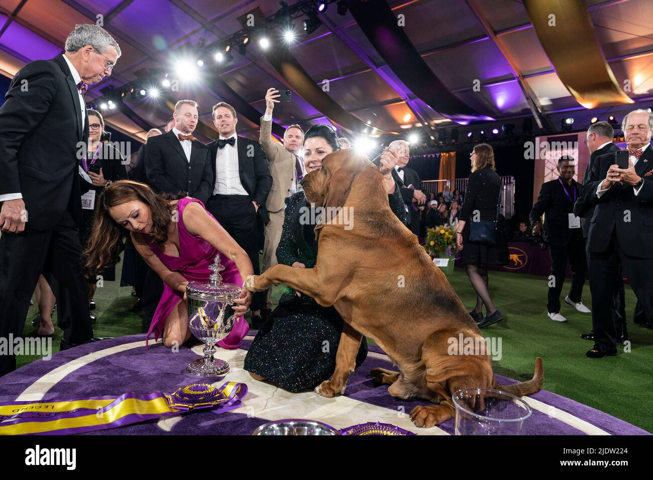 Tarrytown, United States. 22nd June, 2022. Bloodhound named Trumpet won ...