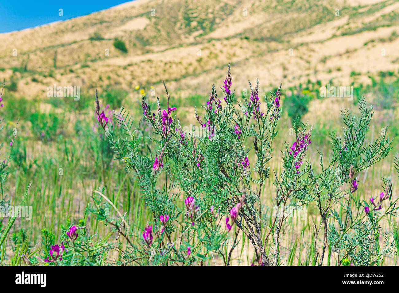 Purple flowers growing in sand hi-res stock photography and images - Alamy