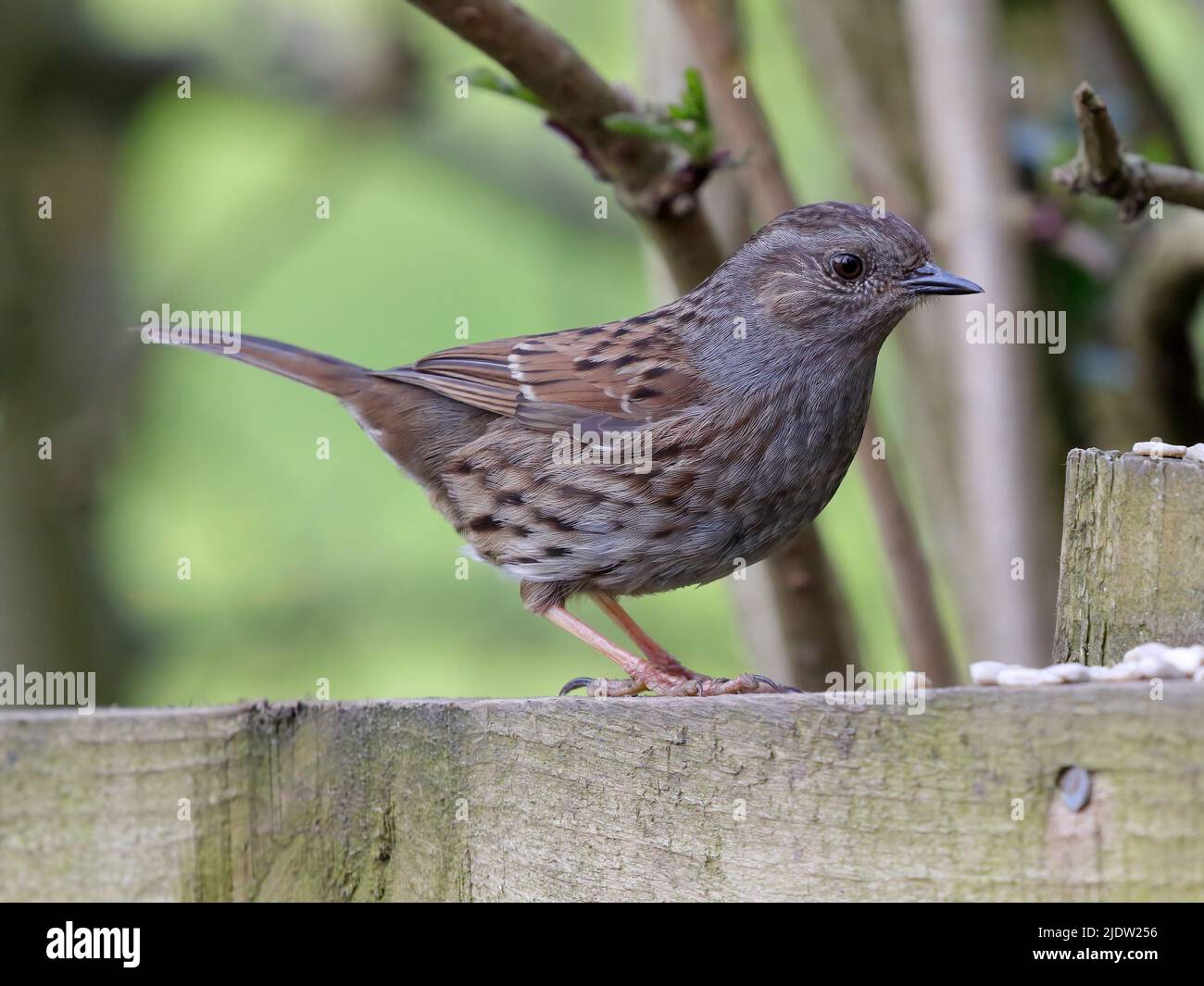 Dunnock or Hedge Sparrow (Prunella Modularis Stock Photo - Alamy