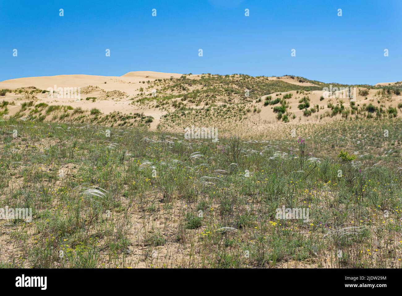 Desert ephemeral flowering plant hi-res stock photography and images - Alamy