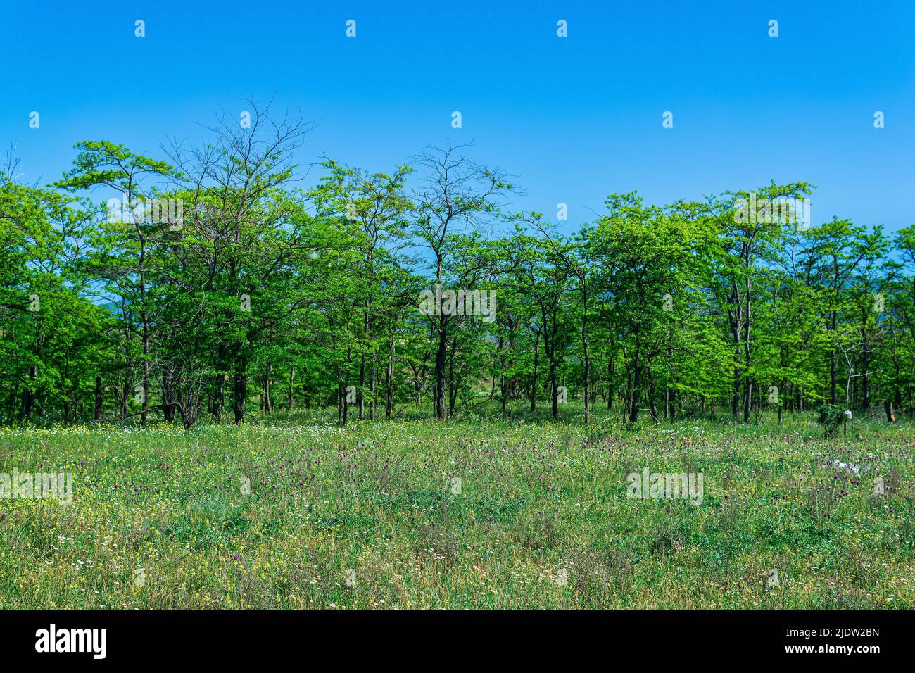 spring sunny open woodland landscape with flowering meadow and ...