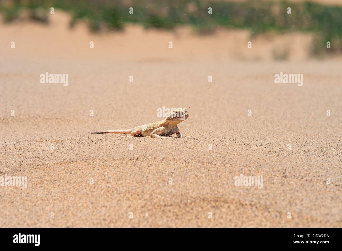 desert lizard secret toadhead agama (Phrynocephalus mystaceus) on the ...