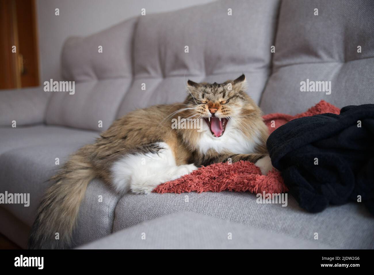 Siberian Cat falling a sleep on the couch, lazy evening with family at ...