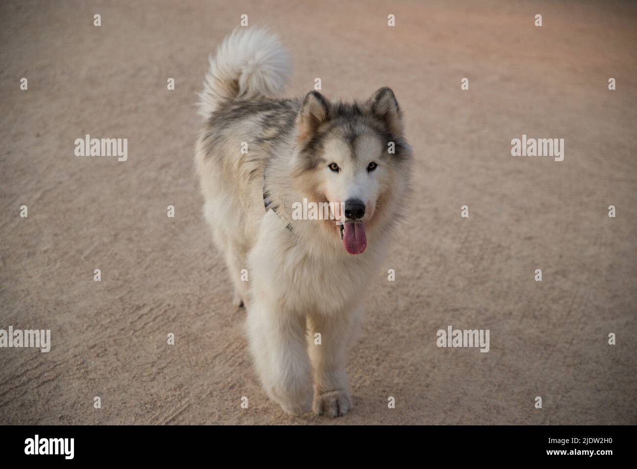 Massive Husky dog taking a nice walk in the park. Hiding from the sun ...