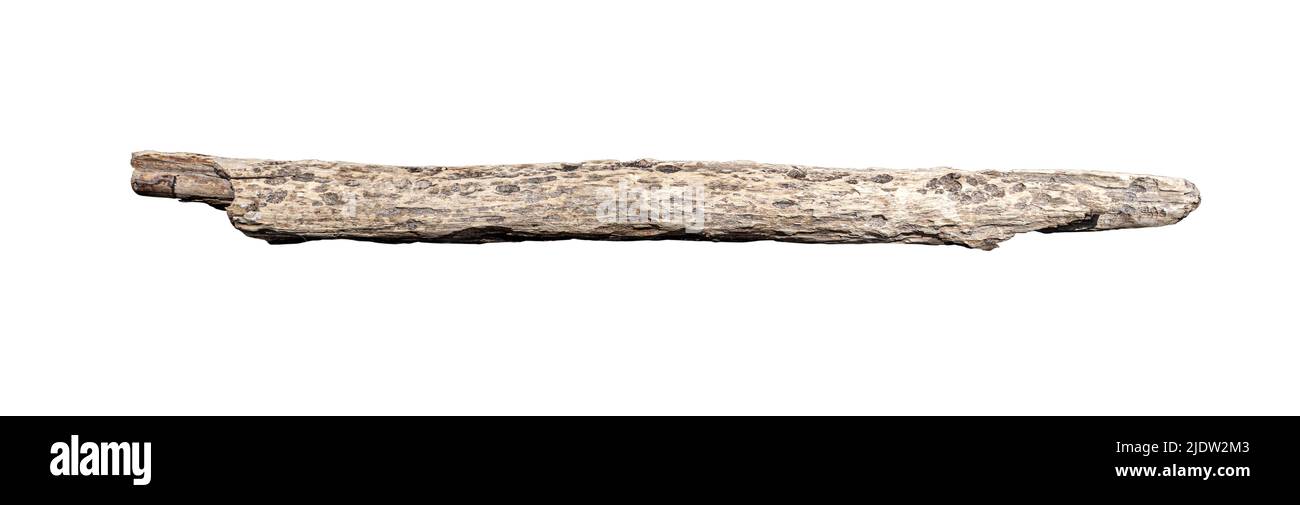 Dry tree twig branch isolated on white background. pieces of broken ...