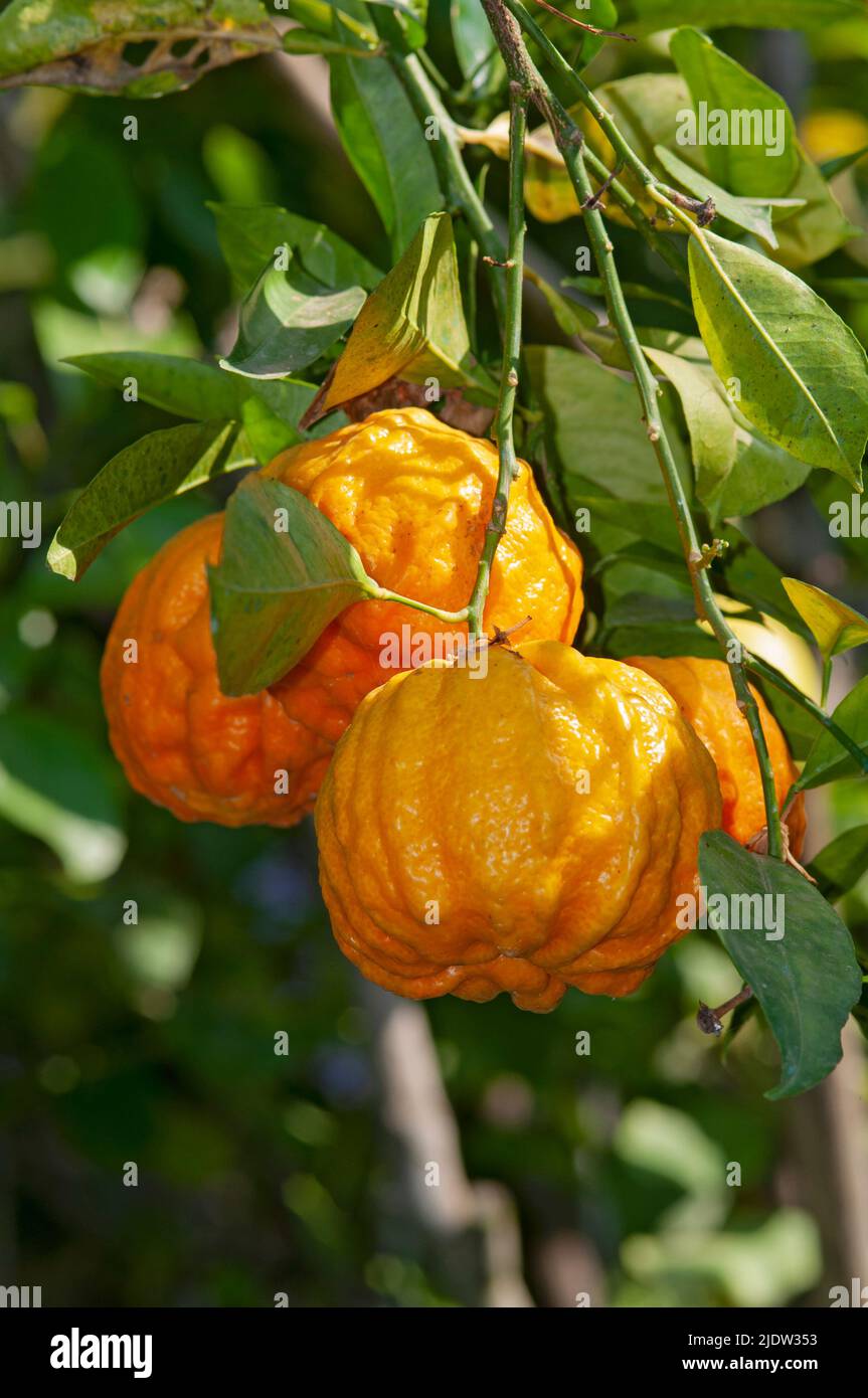 Italy, Liguria, Biter Orange, Citrus Aurantium Canaliculata Stock Photo ...