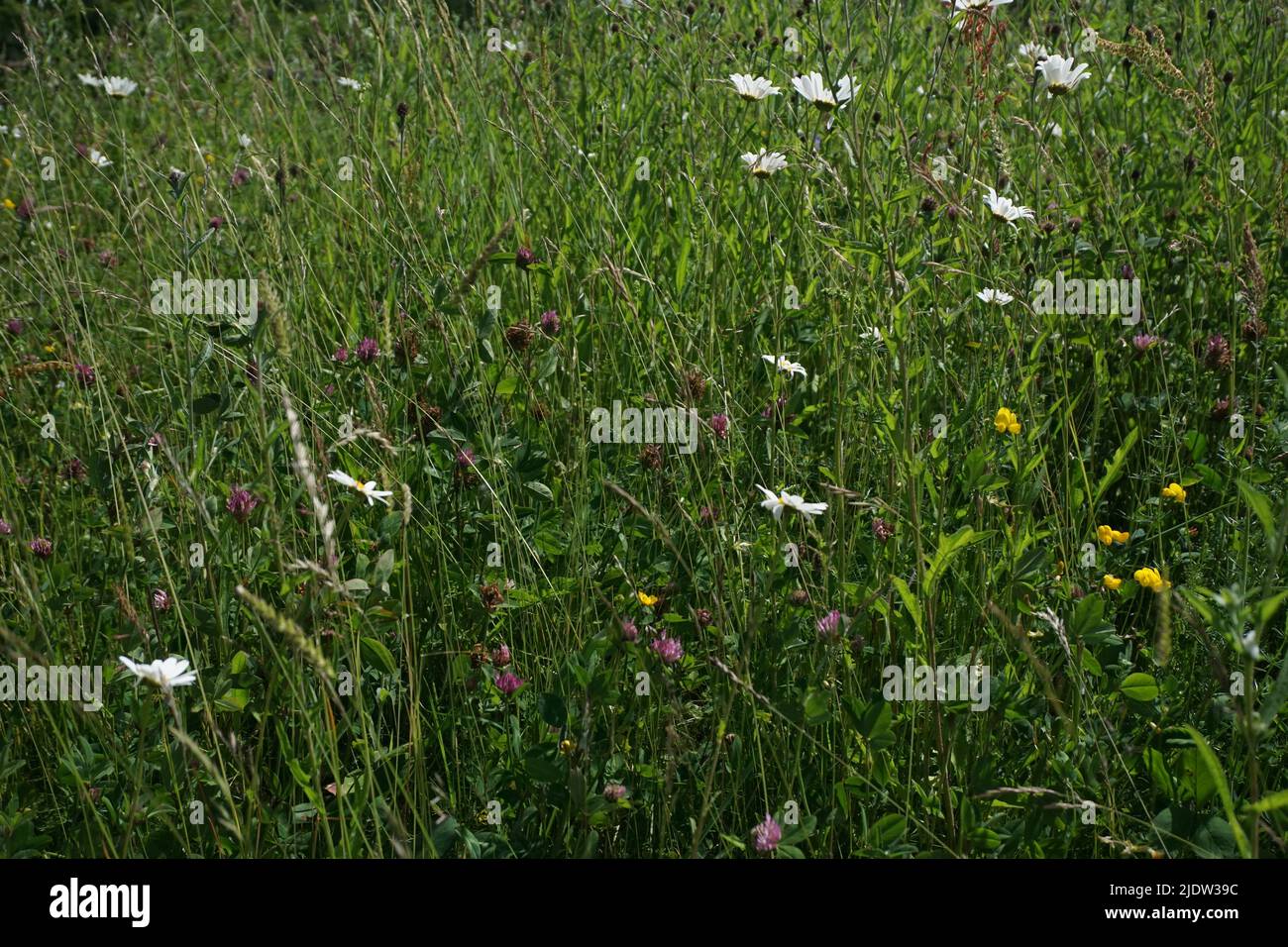 Pretty wild flowers hi-res stock photography and images - Alamy