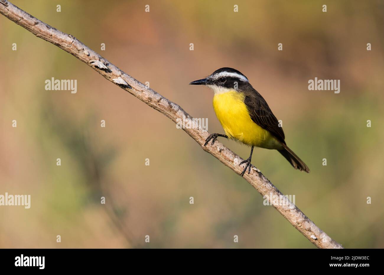 Lesser kiskadee (Philohydor lictor), Pantanal, Brazil Stock Photo - Alamy