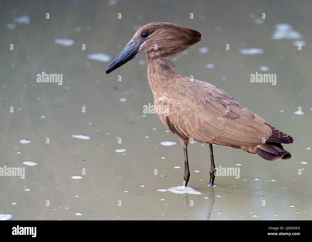 Hammerkop (Scopus umbretta) from Maasai Mara, Kenya Stock Photo - Alamy