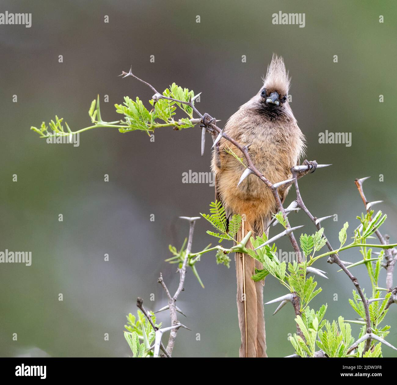 Speckled mousebird (Colius striatus) from Kruger NP, South Africa Stock ...