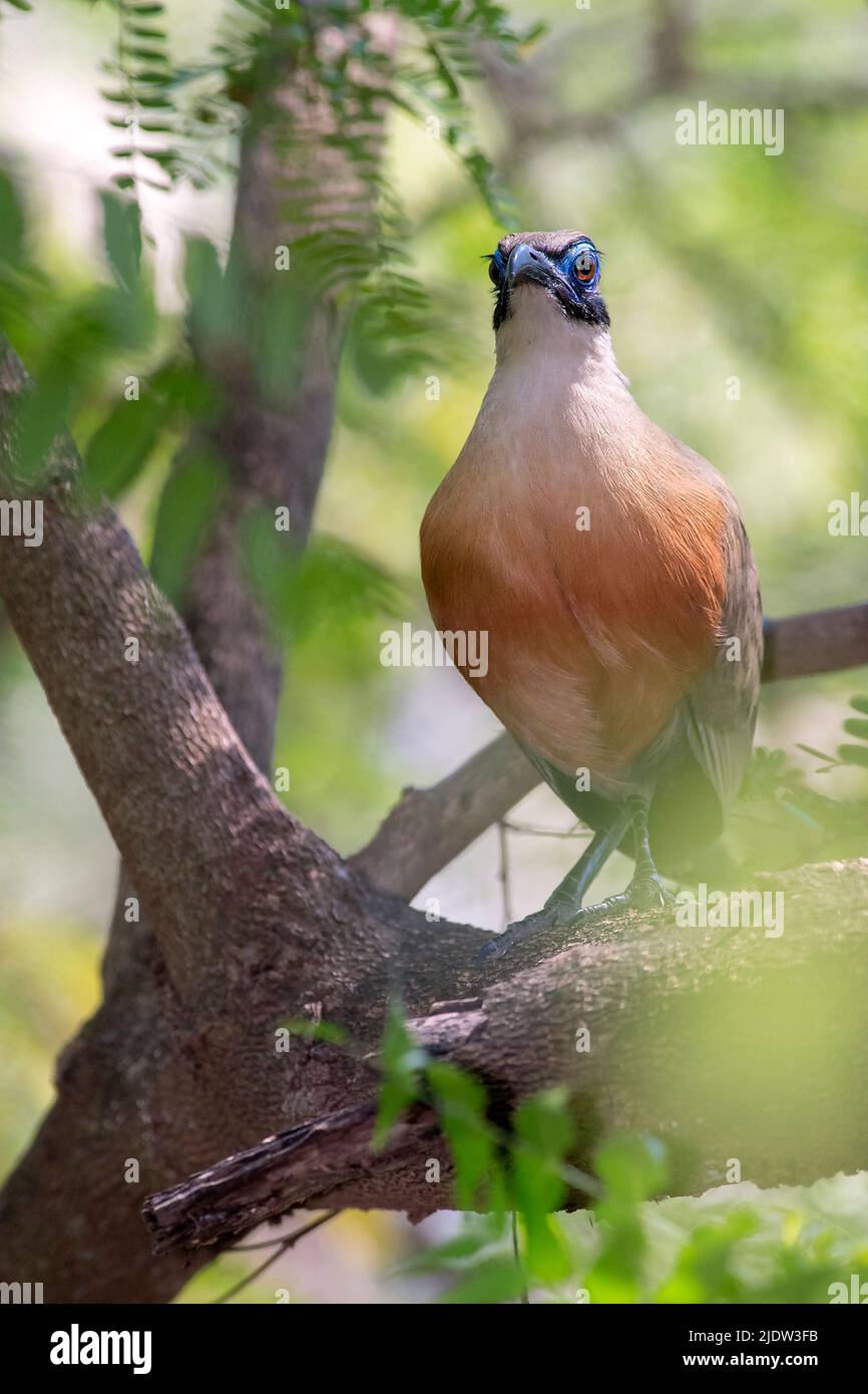 Giant coua (Coua gigas) from Berenty Reserve, southern Madagascar Stock ...