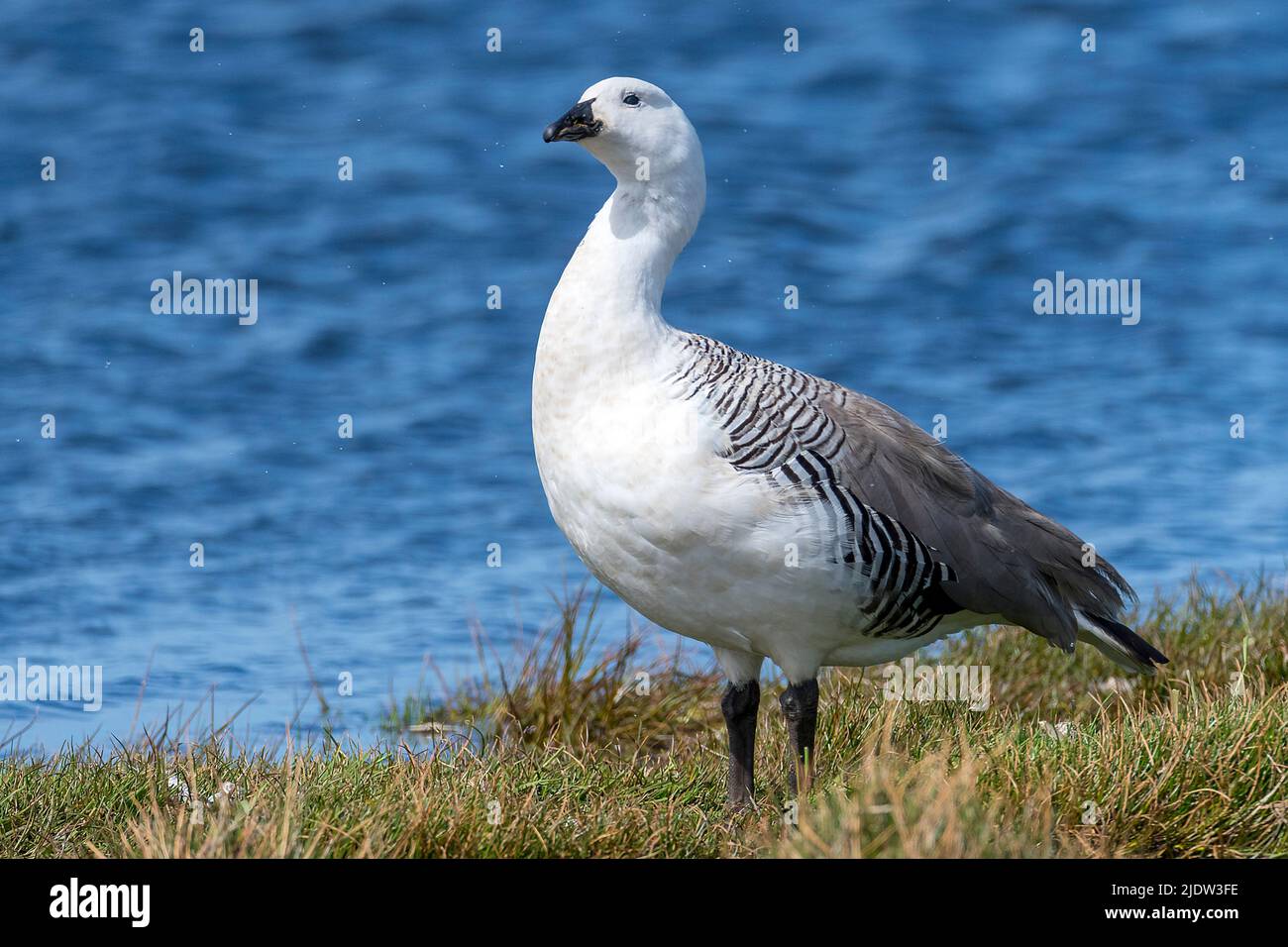 Upland goose male falklands hi-res stock photography and images - Alamy