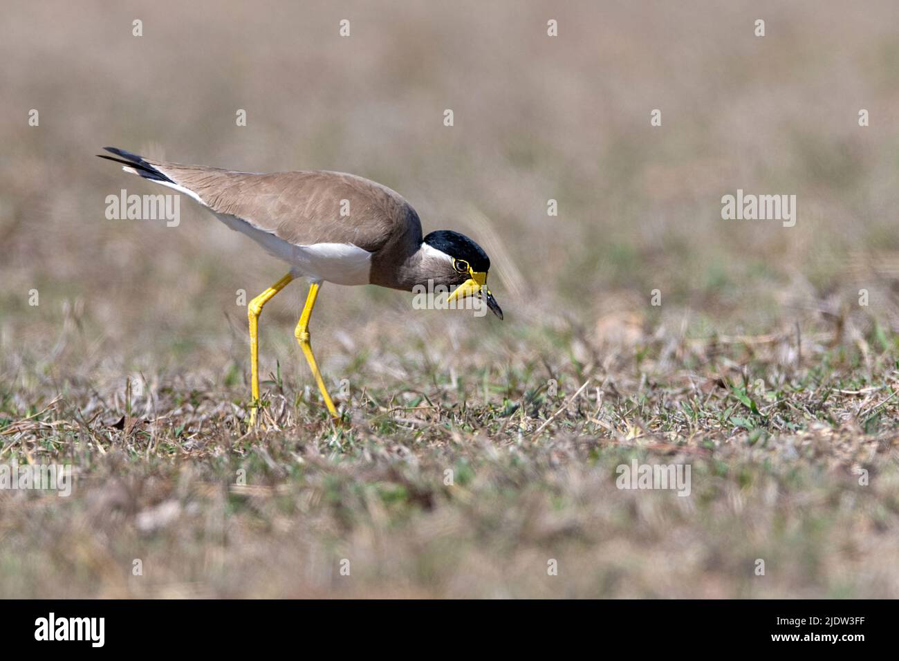 Yellow-wattled lapwing (Vanellus malabaricus) from Seoni, Madhya ...
