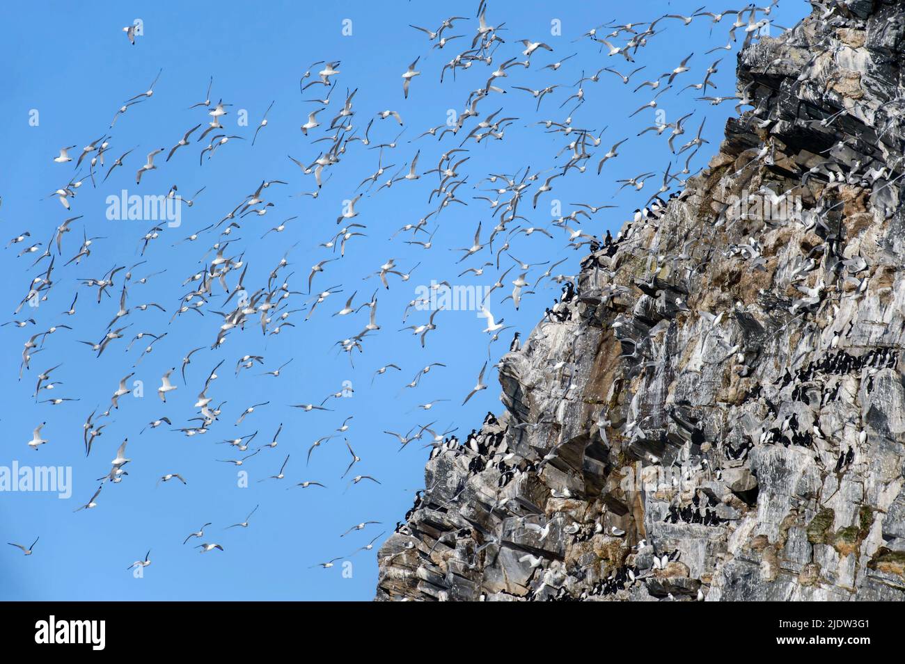 Black-legged kittiwakes (Rissa tridactyla) swarming off the bird cliff ...