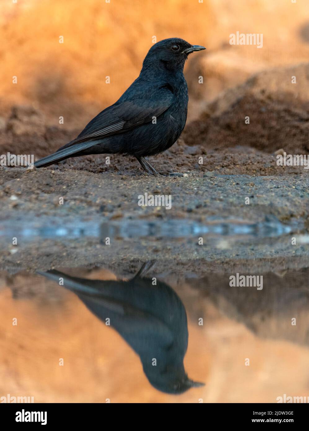 Southern black flycatcher (Melaenornis pammelaina) from Zimanga ...