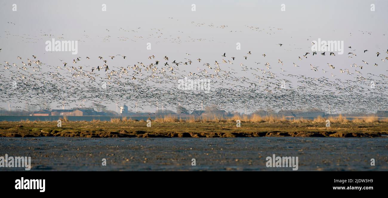 Large flock of Barnacle Geese during their annual migration close to ...