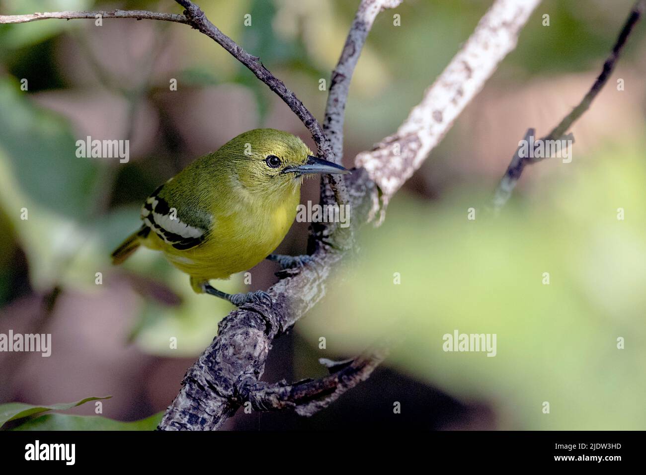 Common iora (Aegithina tiphia, non-breeding male) from bandhavgarh ...