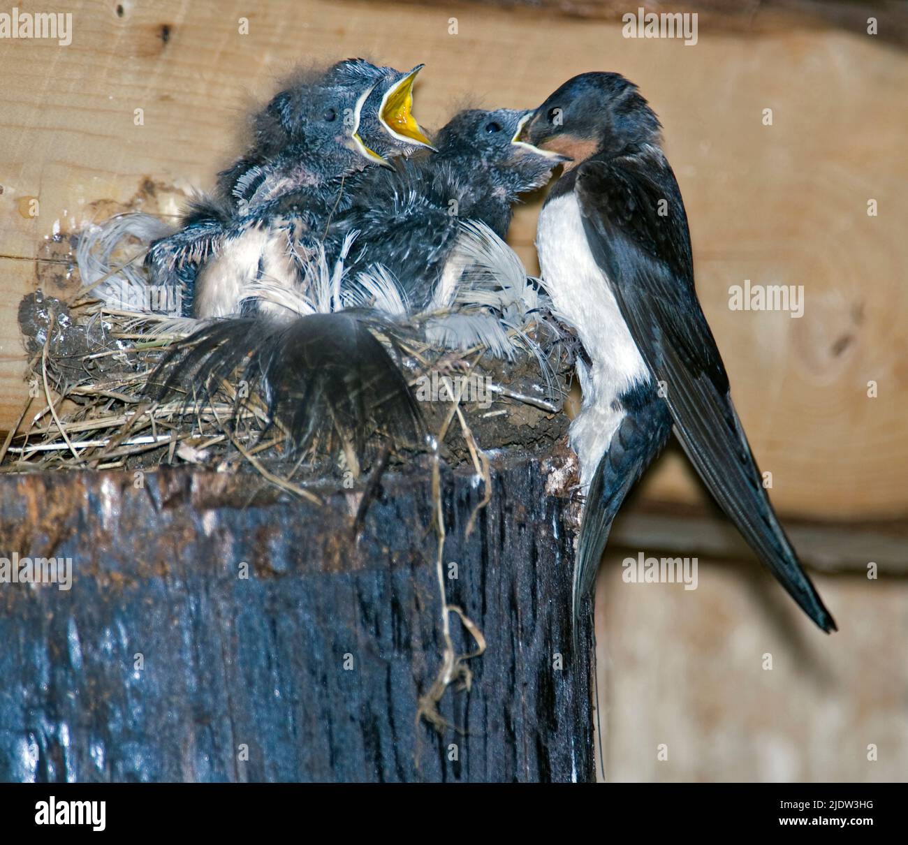 Barn Swallow (Hirundo rustica rustica) feeding the offspring Stock ...