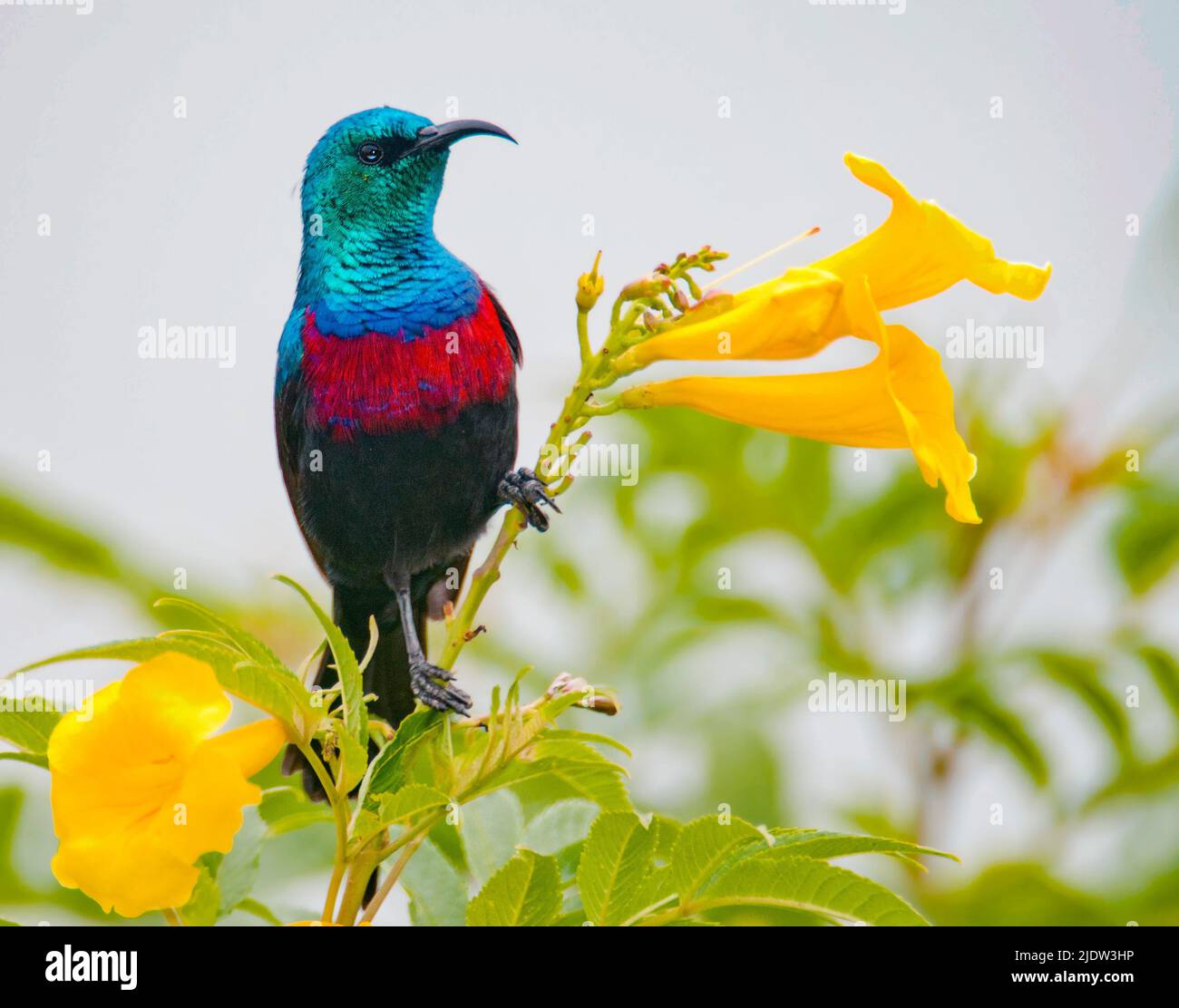 Red chested sunbird cinnyris hi-res stock photography and images - Alamy
