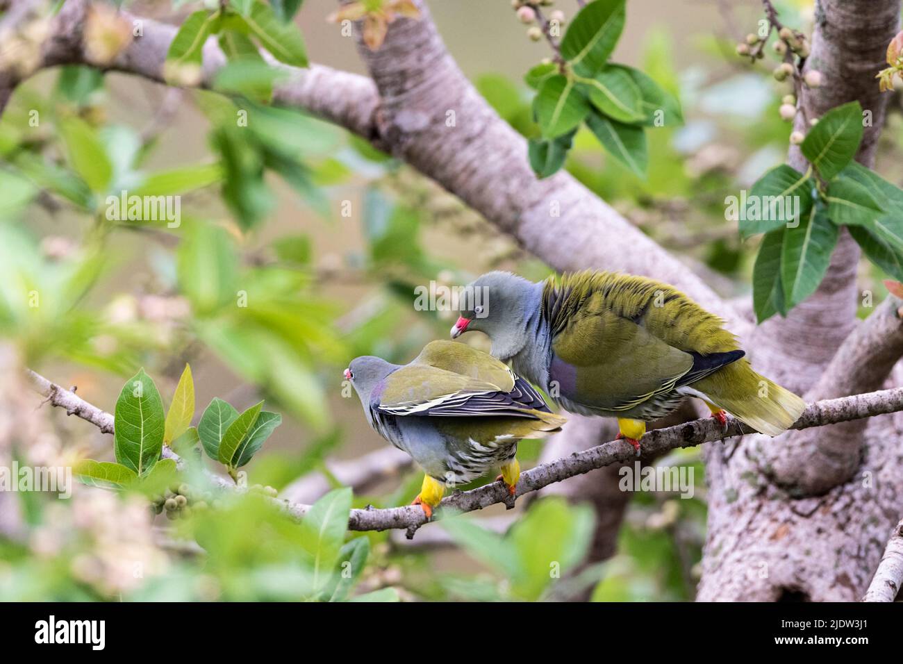 Pair of African green pigeon (Treron calvus) from Zimanga, South Africa ...