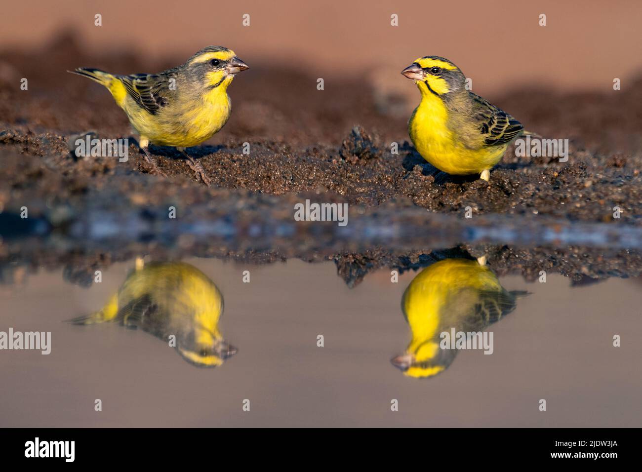 Yellow-fronted canaries (Crithagra mozambica) from Zimanga, South ...