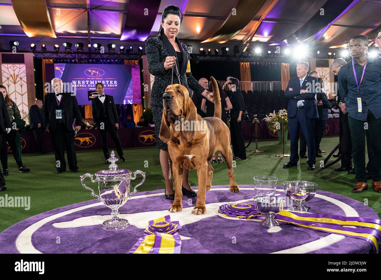 June 22, 2022, Tarrytown, New York, United States: Bloodhound named ...