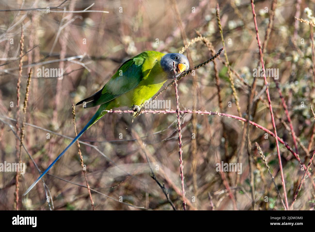 Female of plum-headed parakeet (Psittacula cyanocephala) feeding on ...