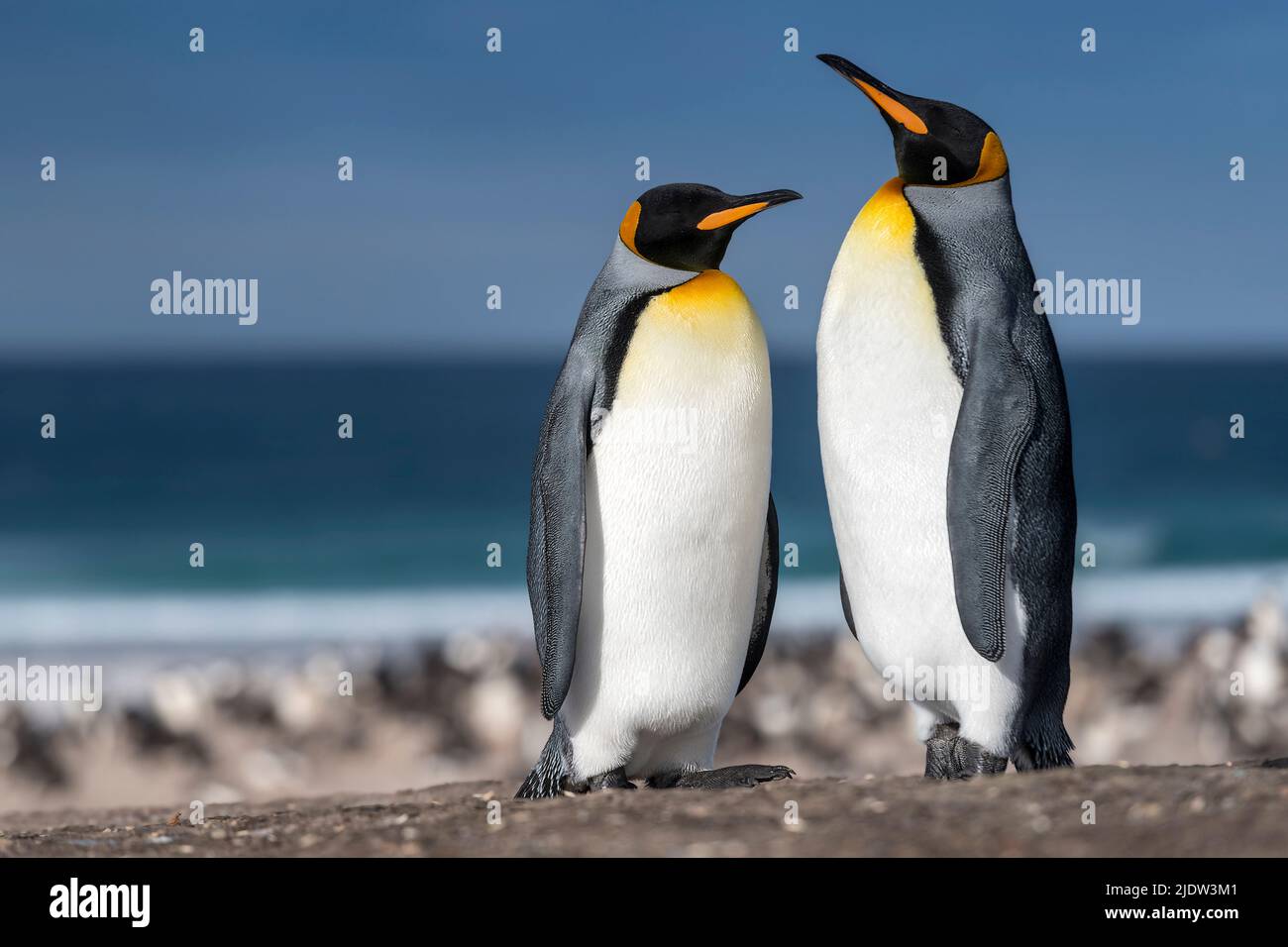 King penguins (Aptenodytes patagonicus patagonicus) from The Neck ...