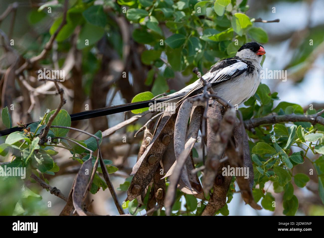 Pin-tailed whydah (Vidua macroura, male) from Zimanga, South Africa ...
