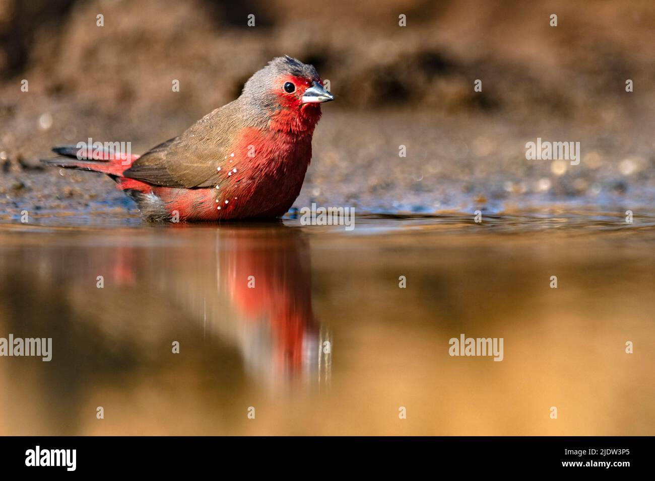 African firefinch (Lagonosticta rubricata, male) from Zimanga, South ...