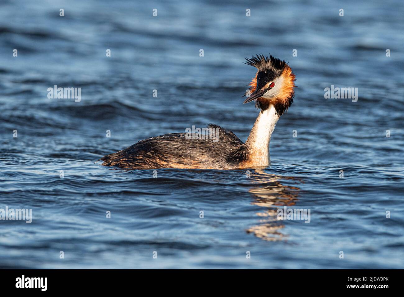 Great crested grebe (Podiceps cristatus) from vejlerne, northern ...