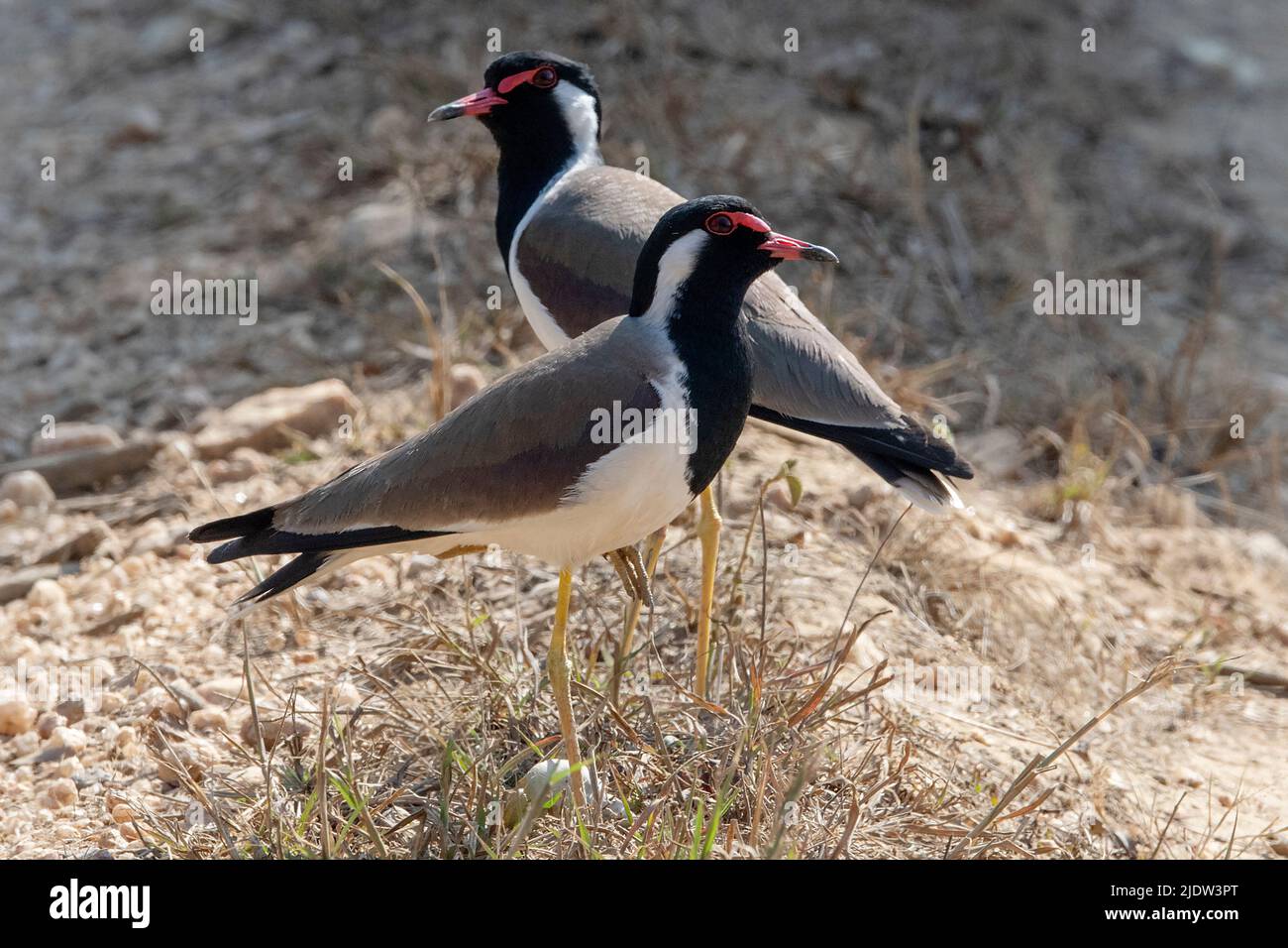 Pair of red-wattled lapving (Vanellus indicus) in Kanha National Park ...