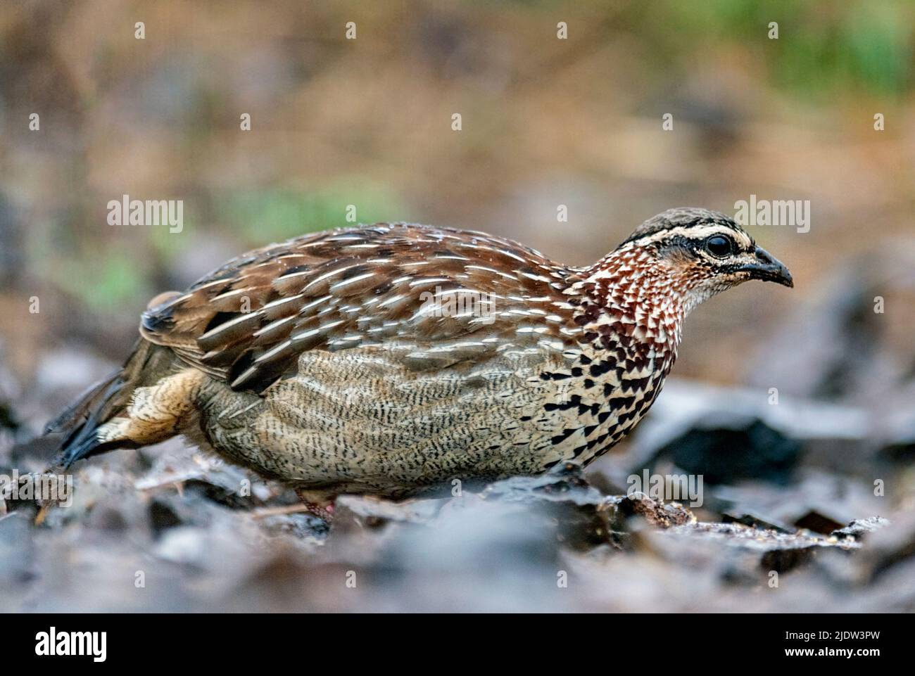 Crested francolin (Dendroperdix sephaena) from Zimanga, South Africa ...