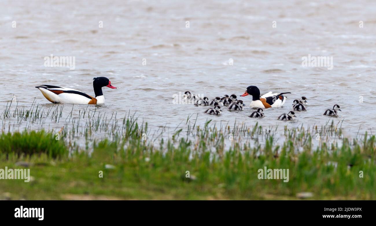 Male (left) and female shelduck (Tadorna tadorna) with chicks. Photo ...
