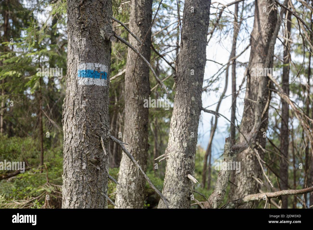 Marking the tourist route painted on the tree in blue and white. Travel ...