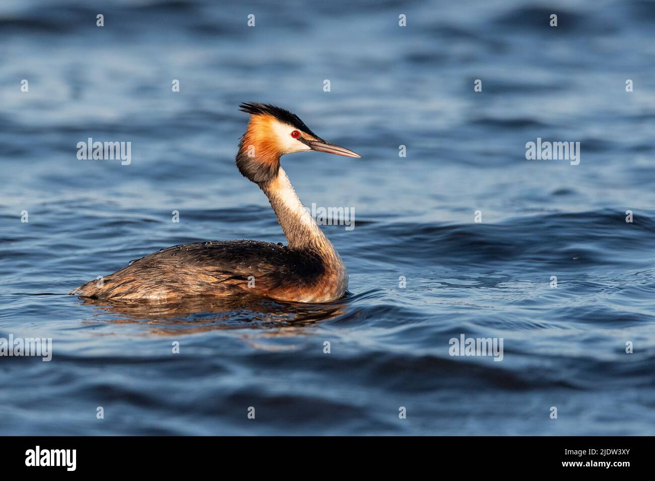Great crested grebe (Podiceps cristatus) from vejlerne, northern ...